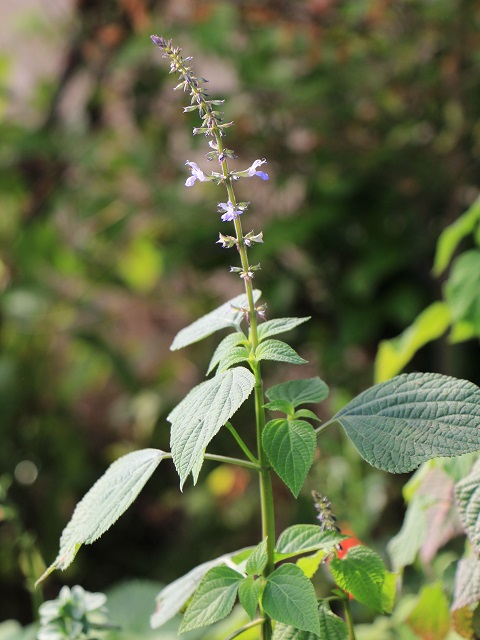 Naomiのハーブとサルビアの庭より | サルビア 160