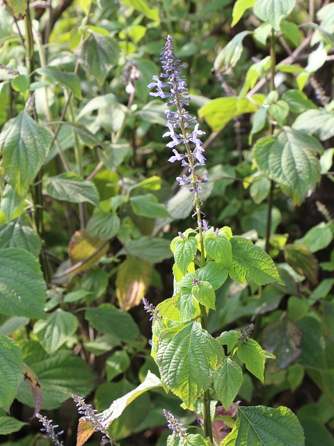 Naomiのハーブとサルビアの庭より | サルビア 160